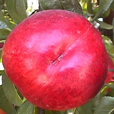 Yellow Nectarines Traditional