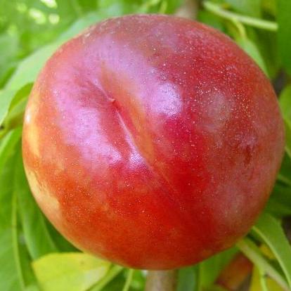 Yellow Nectarines Traditional